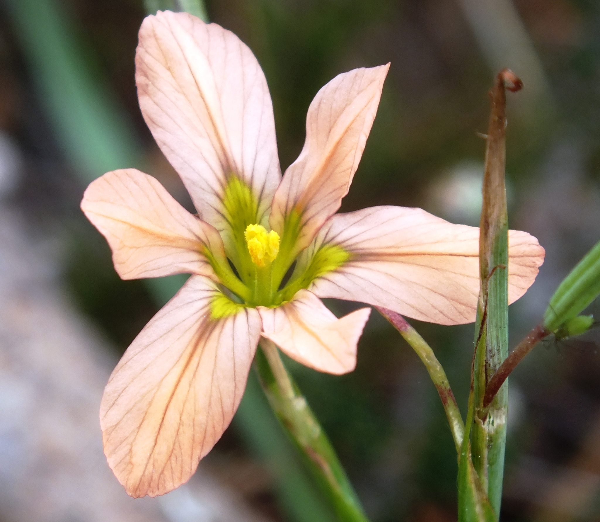 Indigenous vegetation flowering Fisherhaven